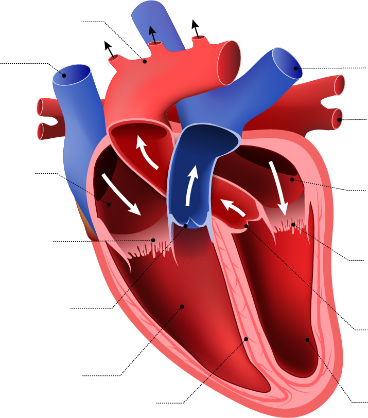 33 Label The Heart Labels 2021