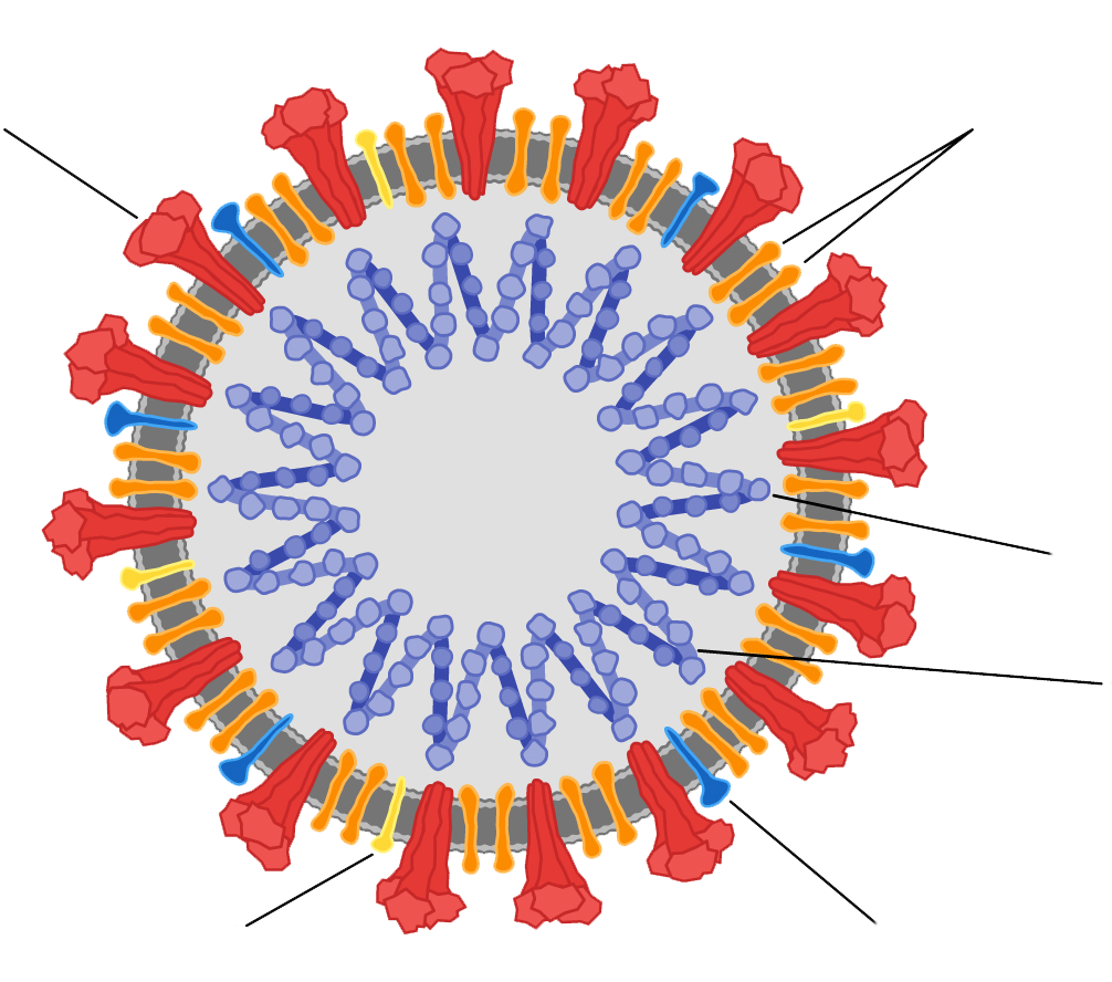 Virus Diagram Unlabeled Virus Clip Art | Clipart Panda Free Clipart