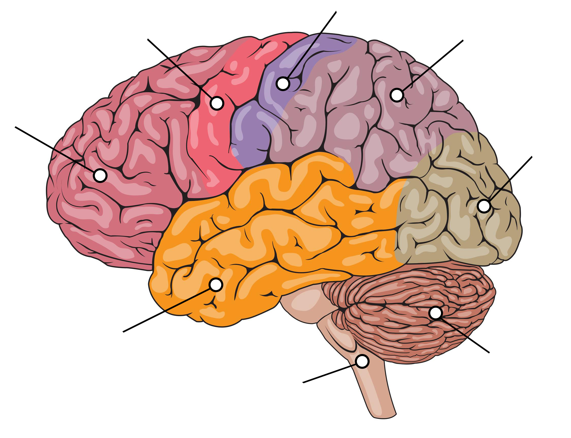 Brain Diagram No Labels